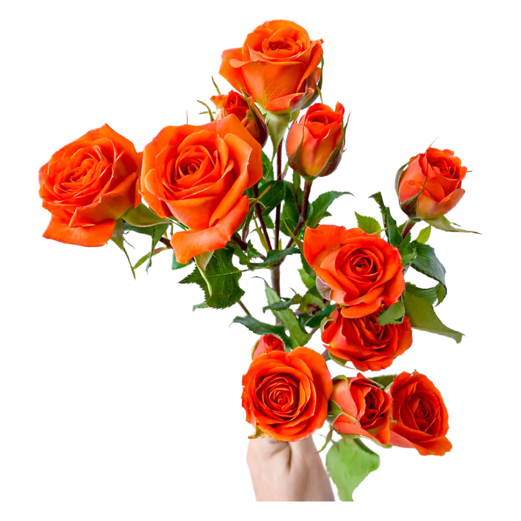 Spray Orange Babe - Infinite Blooms Wholesale