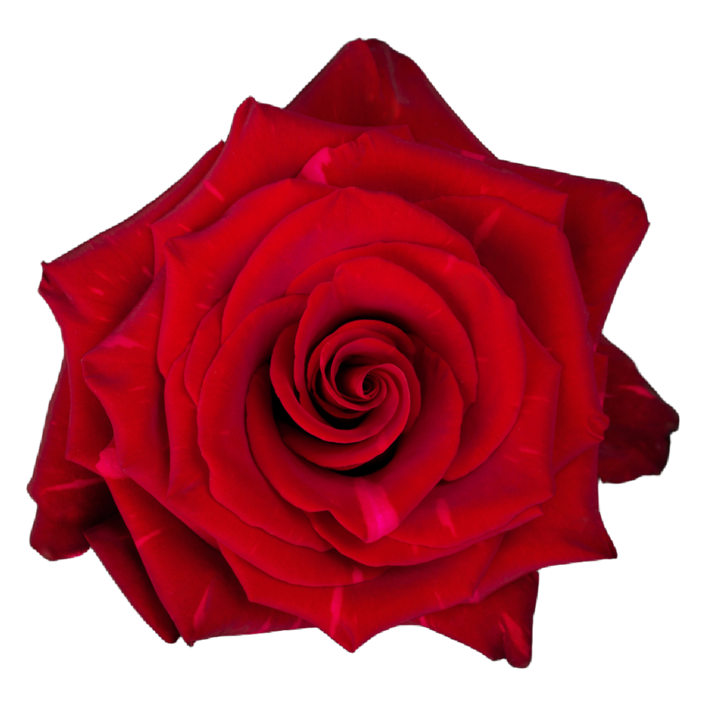 Red Panther (25 St Bunch-PT) - Infinite Blooms Wholesale