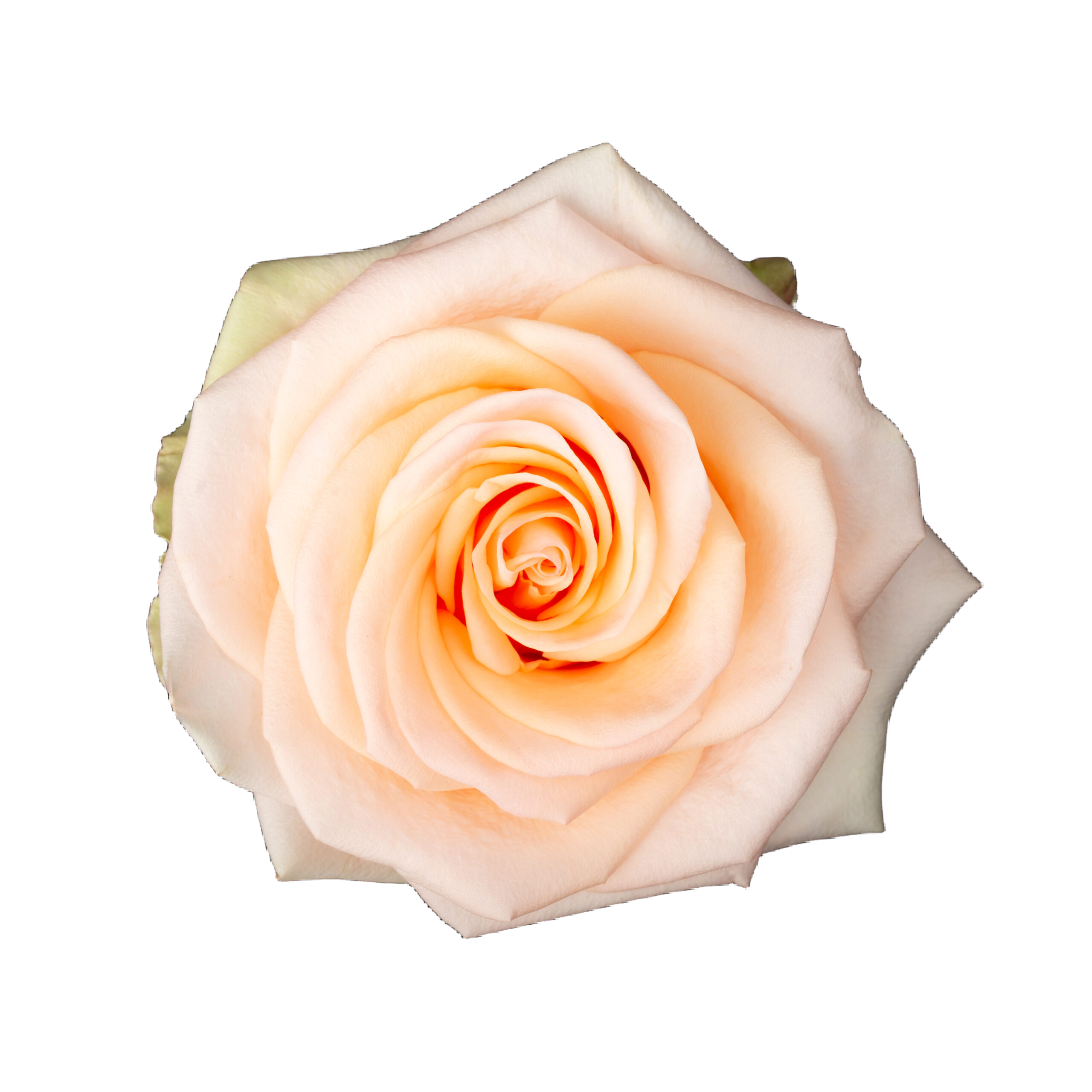 Tiffany (25 St Bunch) - Infinite Blooms Wholesale