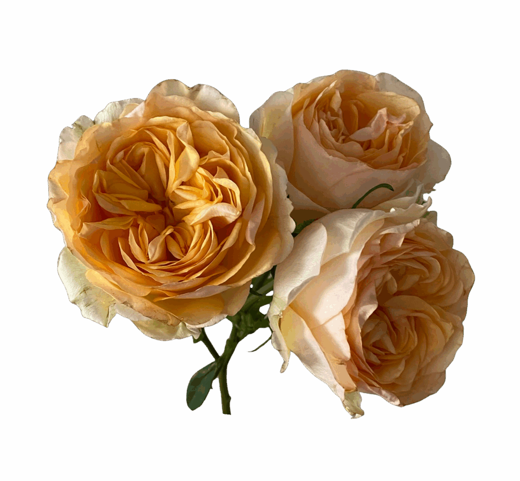 Spray Silva Sunny - Infinite Blooms Wholesale