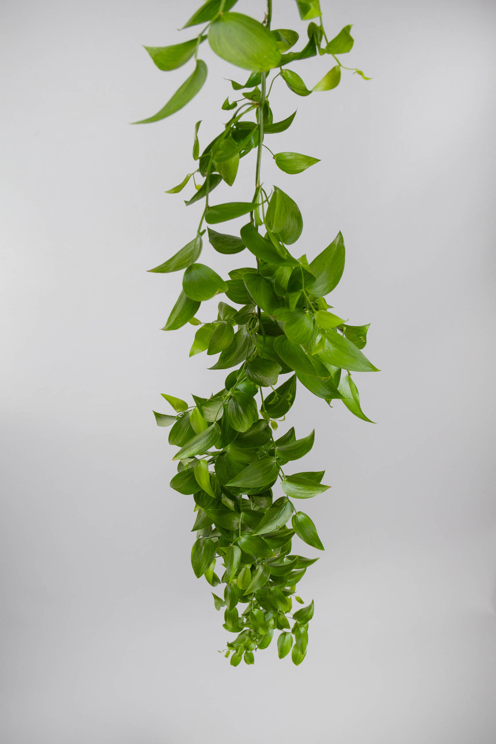 Smilax - Infinite Blooms Wholesale